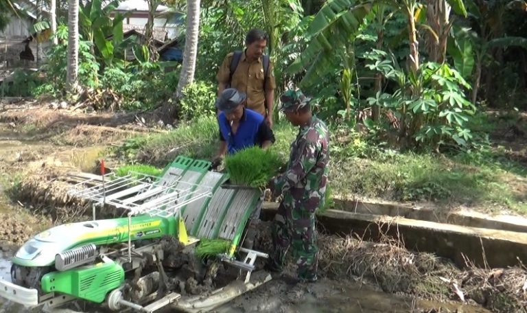 Kelompok Tani Sumber Harapan Lakukan Demplot Penanaman Padi Sehat