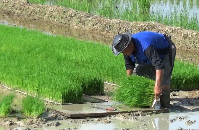 Kelompok Tani Sumber Harapan Lakukan Demplot Penanaman Padi Sehat
